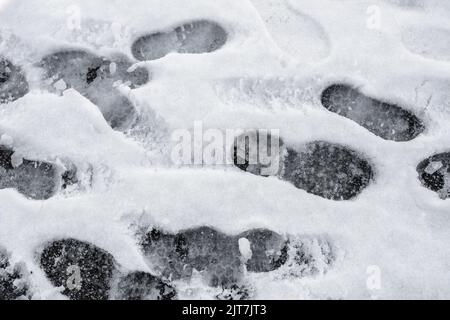 Lots of footprints in snow. It can be used as texture or background and ...