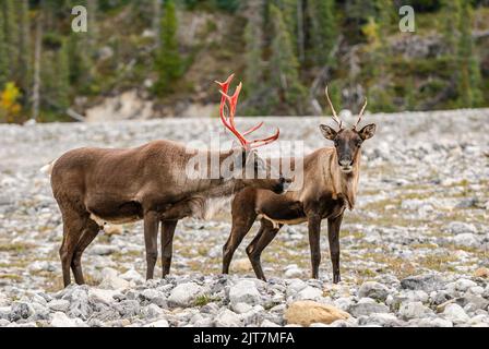 Female Woodland Caribou, Rangifer tarandus caribou, with radio collar ...