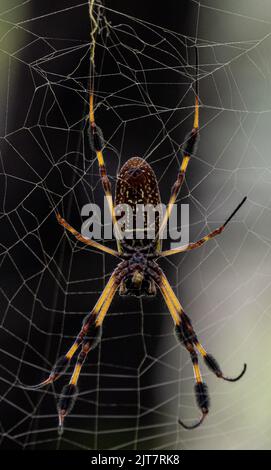 A close up of a Joro Spider an invasive species spreading to Georgia ...