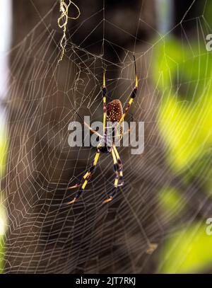A close up of a Joro Spider an invasive species spreading to Georgia ...