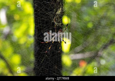 A close up of a Joro Spider an invasive species spreading to Georgia ...