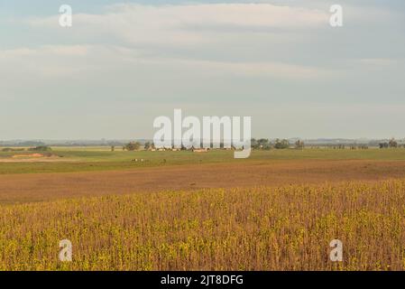 Soybean production area. Cereal cultivation in Brazil. agricultural ...