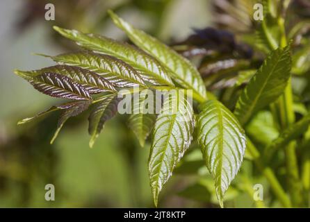 A young Mountain Ash tree shoots from the roots of a fallen tree at ...