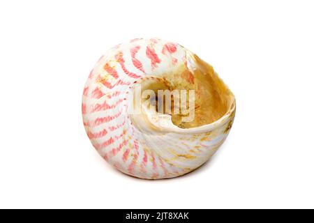 Image of Rochia nilotica, common name the commercial top shell, is a ...