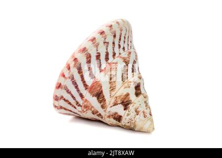 Image of Rochia nilotica, common name the commercial top shell, is a ...