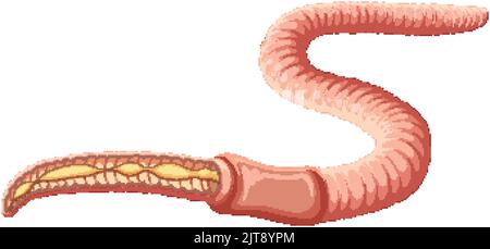 Earthworm anatomy concept vector illustration Stock Vector Image & Art ...