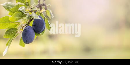 Blue plums hanging from a tree in Santa Fe, New Mexico Stock Photo - Alamy