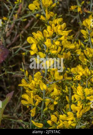 Spring flowers: Genista scorpius in bloom Stock Photo - Alamy
