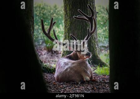 A rear view of a red deer sitting on the grass duff with his beautiful ...
