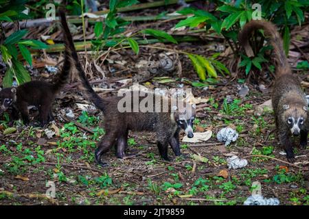 Coati in the mexican rainforest, Nasua nasua Stock Photo - Alamy