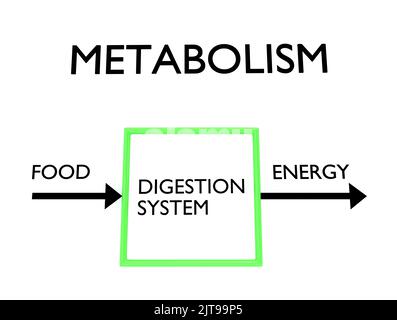 Fat molecule digestion, illustration Stock Photo - Alamy