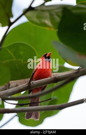 A closeup of a red cardinal on a tree branch in daylight Stock Photo ...