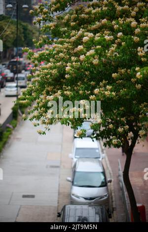 A vertical shot of the blooming of sacred garlic pear (Crateva ...