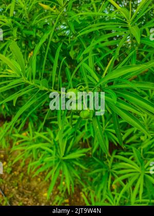 A Beautiful Shot Of Kaner Nerium Oleander Apocynoideae Rose Laurel ...
