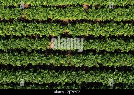 Aerial shot of potato plantation from drone pov, directly above on ...