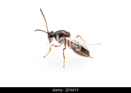 A figitid wasp (Eucoilinae), a primary koinobiont endoparasitoid ...