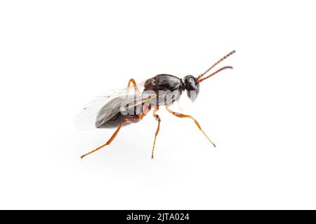A figitid wasp (Eucoilinae), a primary koinobiont endoparasitoid ...