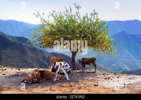A view of beautiful cows resting under cow shed Stock Photo - Alamy