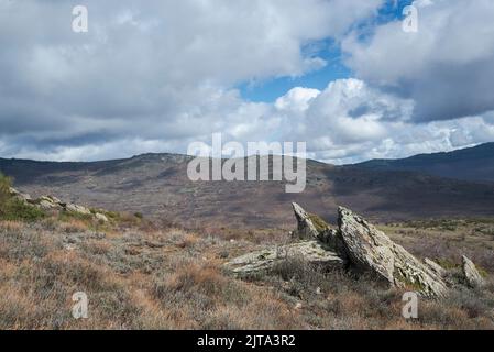 Mediterranean shrublands of basil-leaved rock rose, Halimium ocymoides ...