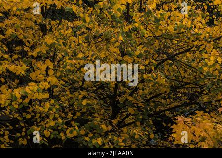 Autumn tree colors after a refreshing rain Stock Photo - Alamy