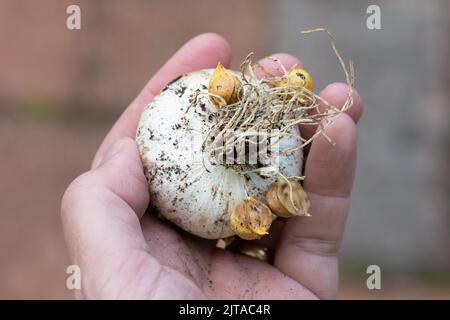 Elephant Garlic - harvested with garlic corms or seeds attached to the ...