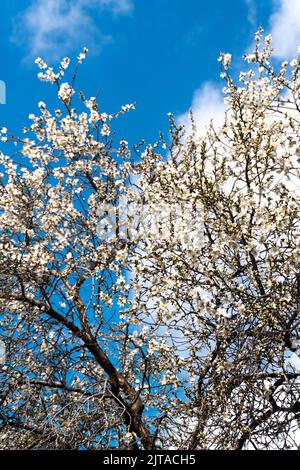 Prune (Prunus dulcis) Almendro trees in blossom Stock Photo - Alamy