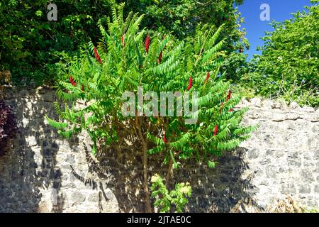Stags Horn tree,St Fagans National History Museum/Amgueddfa Werin Cymru ...