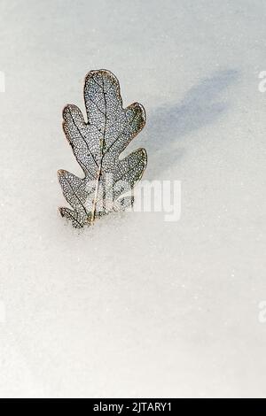 Dipped White Oak Leaf Skeleton in Snow II Stock Photo - Alamy