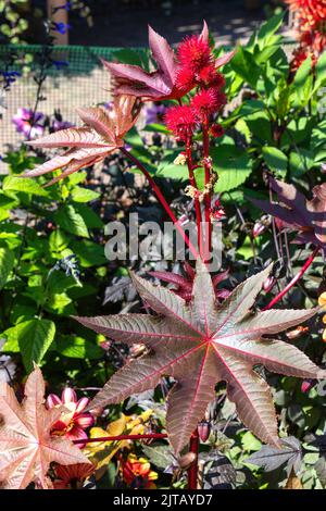 Close up of blooming large red trillium flowers on the beautiful forest ...