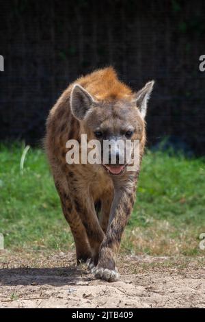 Hyena walking towards the camera in Etosha Stock Photo - Alamy