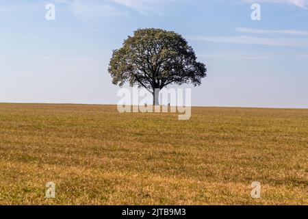 Single oak tree in stubble field. Ambt Delden, Netherlands Stock Photo ...