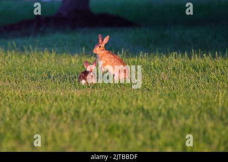 A couple of wild rabbits playing on the field Stock Photo - Alamy