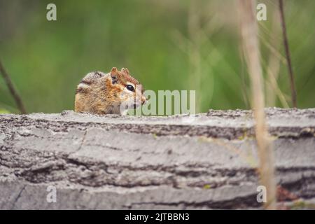 A shallow focus shot of an eastern chipmunk standing on a tile floor ...