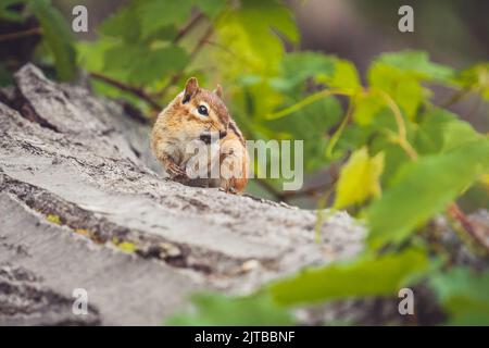 A shallow focus shot of an eastern chipmunk standing on a tile floor ...