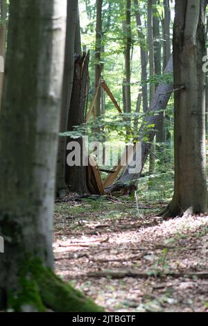 A vertical shot of trees with broken branches under the white sky Stock ...