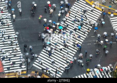 Pedestrians with umbrellas cross the multi-directional scramble ...