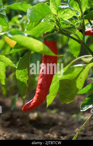 Green peppers / paprikas growing on a potted plant on an urban balcony ...