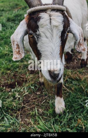 billy goat tied up by horns on grass Stock Photo - Alamy