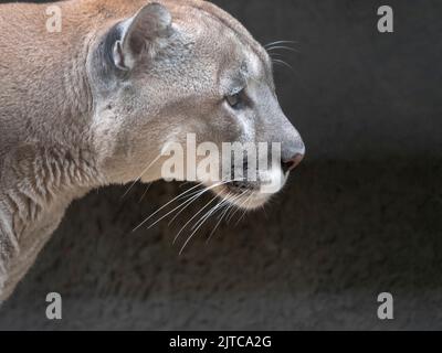 puma before the attack on the victim prepares to jump Stock Photo - Alamy