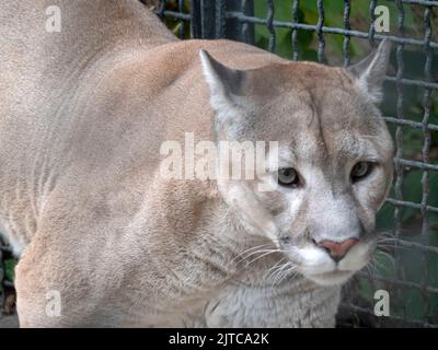 puma before the attack on the victim prepares to jump Stock Photo - Alamy