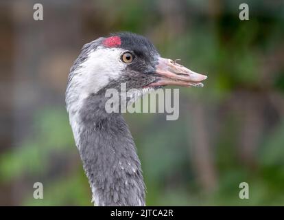 Portrait of red-crowned crane also called the Manchurian crane or ...
