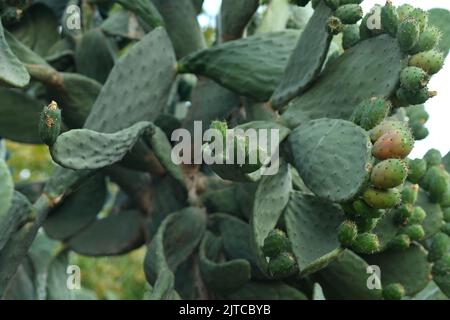 Green opuntia tomentosa cactus, ficus indica, Indian fig opuntia ...
