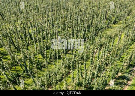 Baroda, Michigan - Hops growing at Hop Head Farms in west Michigan. The ...