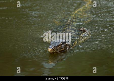Asian water monitor lizard swimming on a lake in Lumphini Park, Bangkok ...