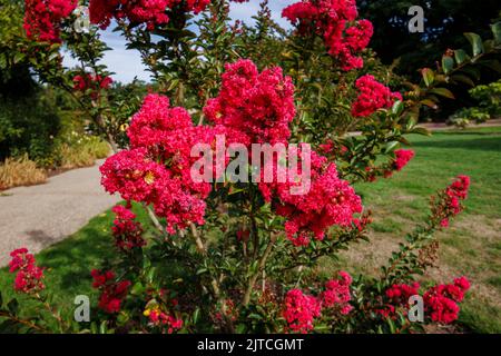 Red Lagerstroemia 'Tuscarora' or crape myrtle 'Tuscarora' with red to ...
