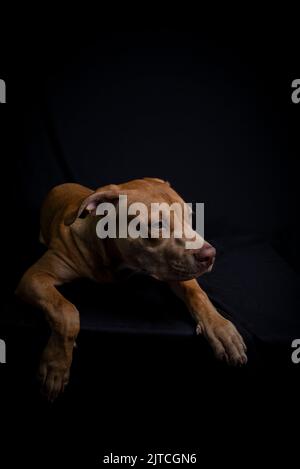 Portrait of a caramel-colored pit bull dog against black background ...