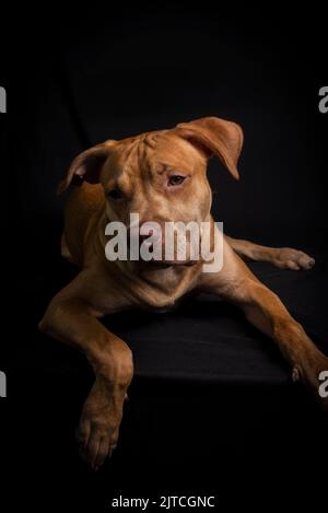 Portrait of a caramel-colored pit bull dog against black background ...