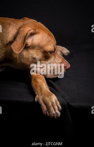 Portrait of a caramel-colored pit bull dog against black background ...