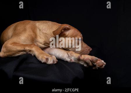 Portrait of a caramel-colored pit bull dog against black background ...