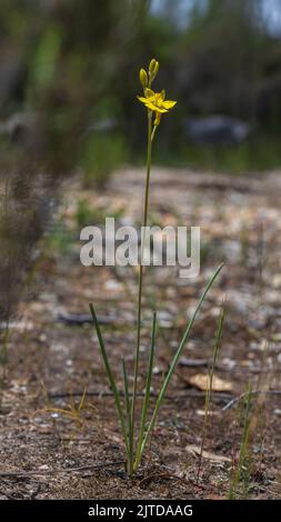 The yellow flower of the Australian native herb known as Native Leek ...